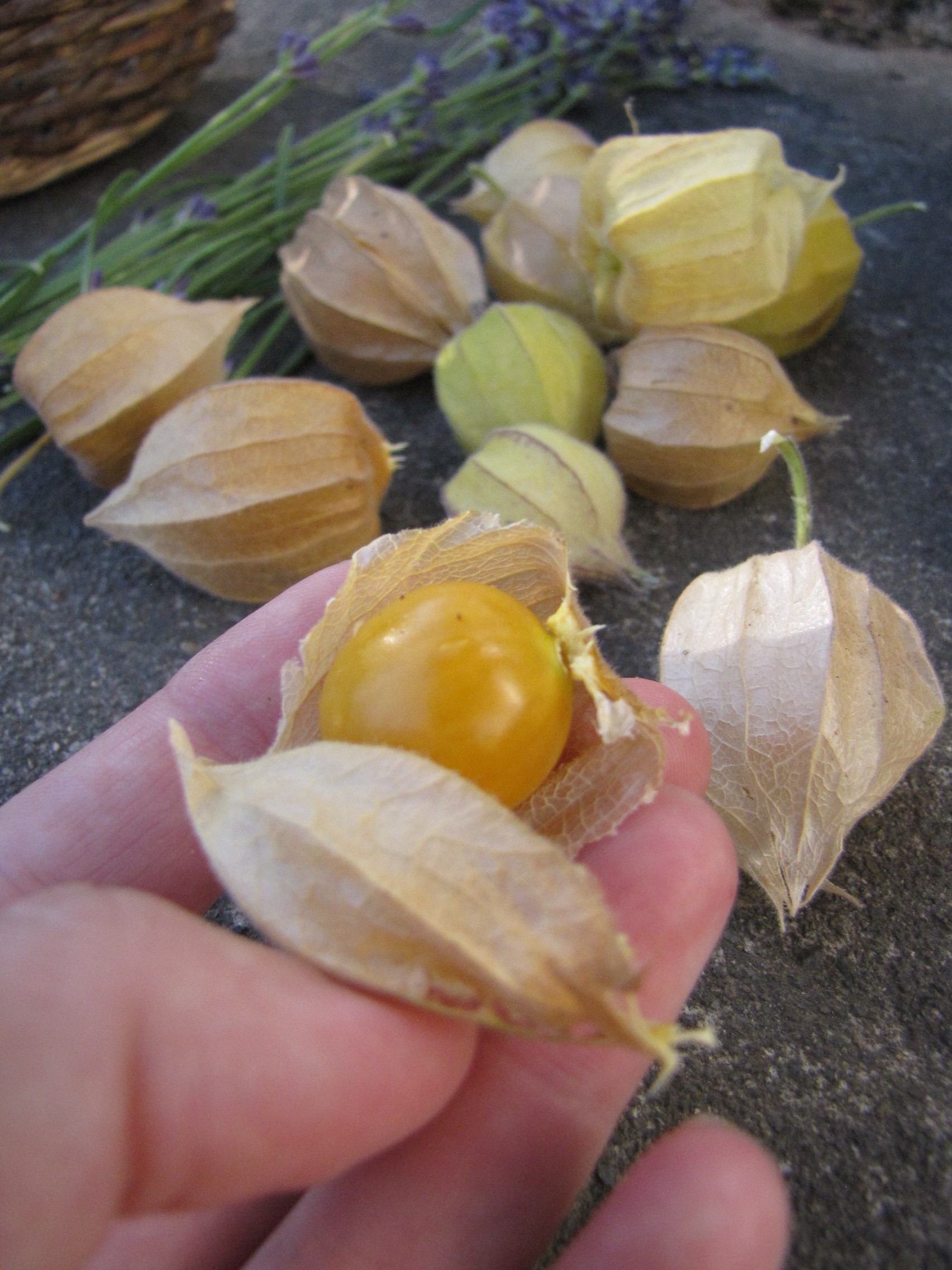 Know this fruit? - Parkrose Permaculture