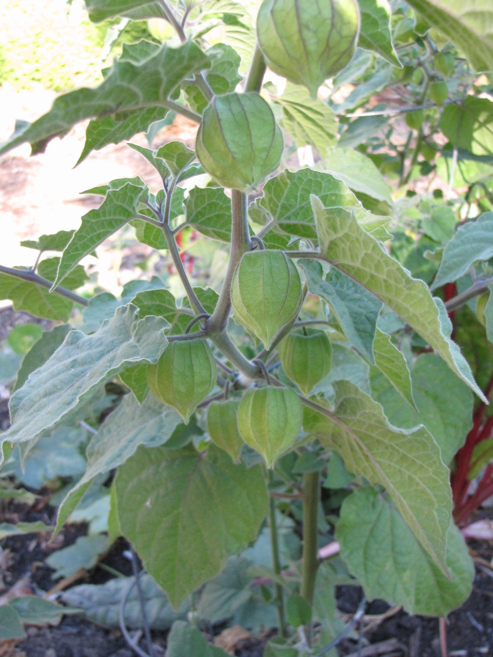 Know this fruit? - Parkrose Permaculture
