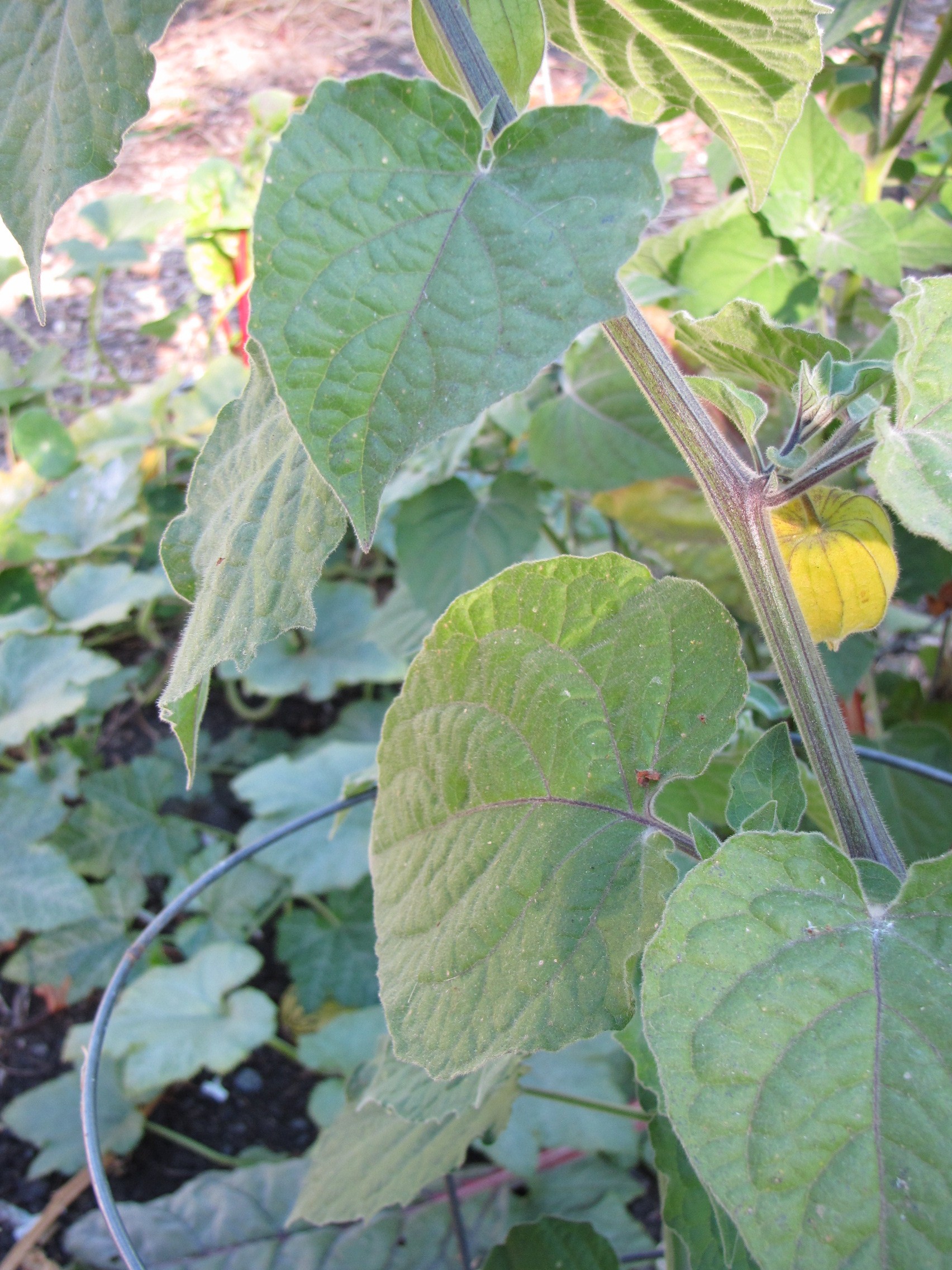Know this fruit? - Parkrose Permaculture