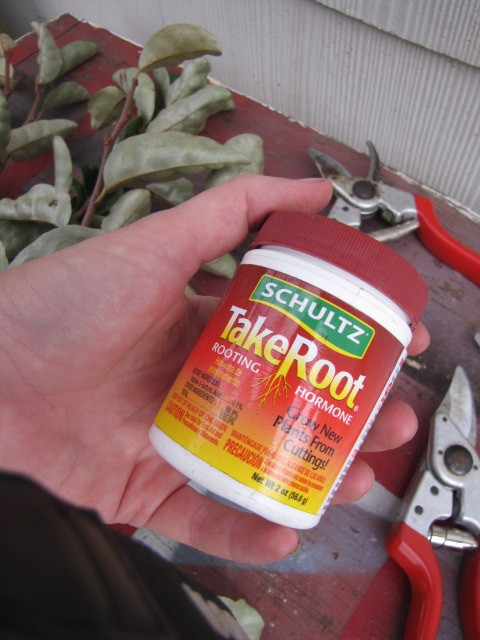 Rooting Up - Parkrose Permaculture