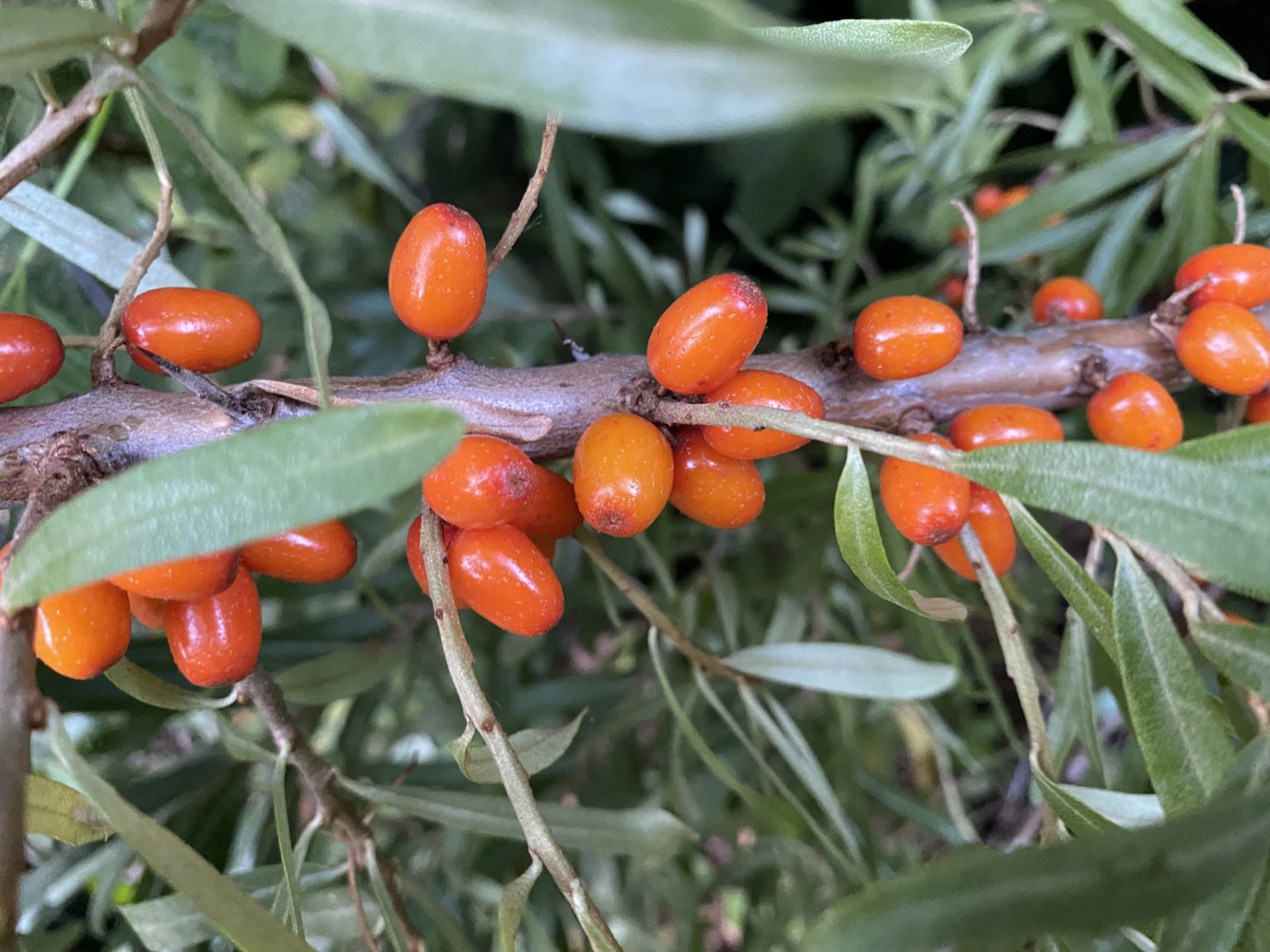 All About Seaberries - Parkrose Permaculture