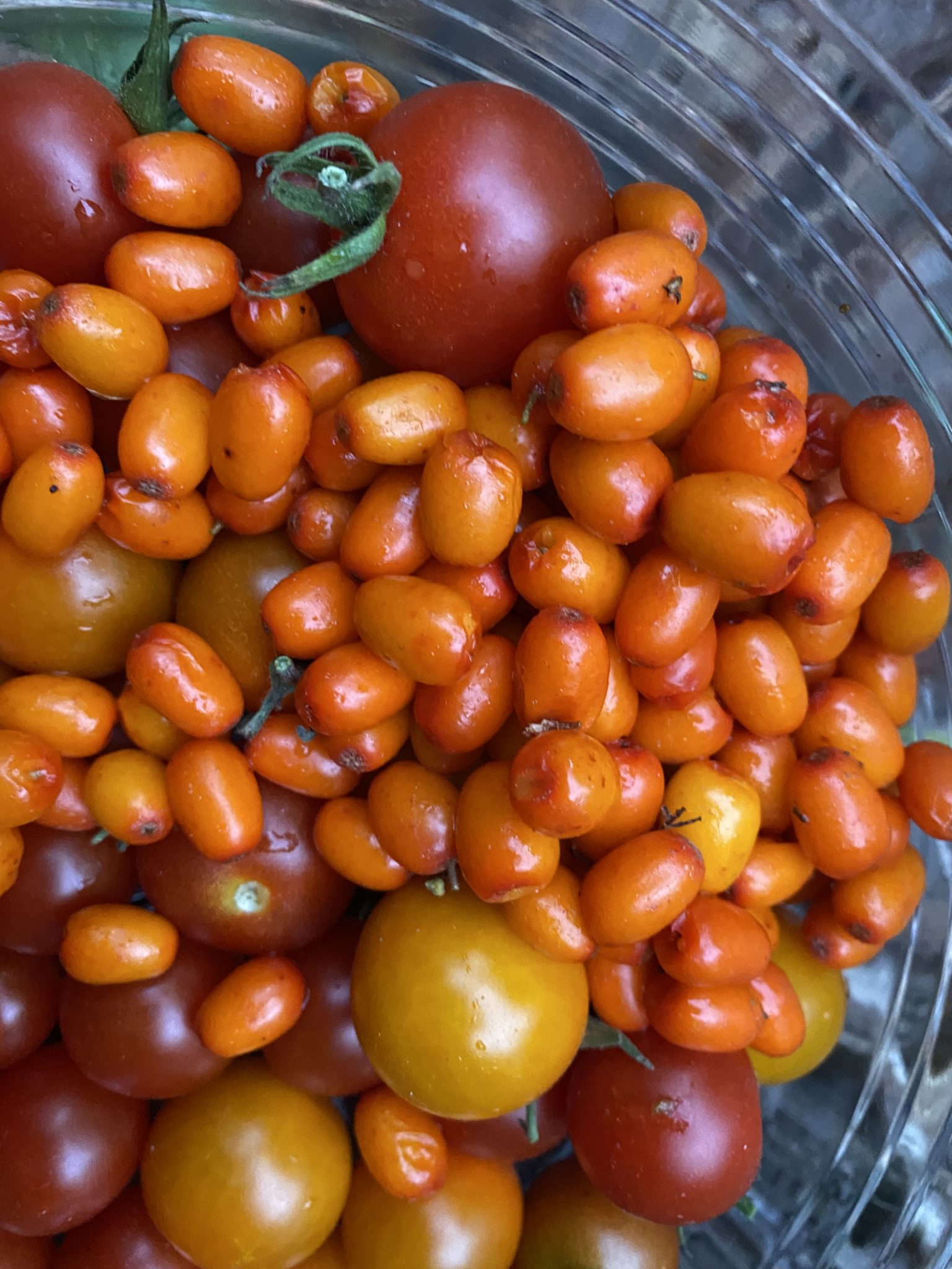 All About Seaberries - Parkrose Permaculture