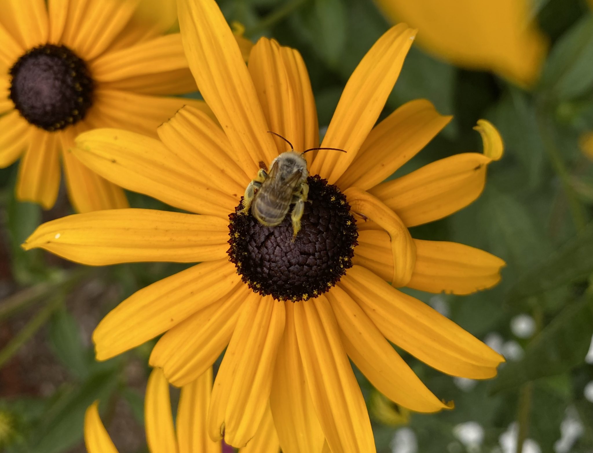 Parkrose Permaculture - Loving our family. Renewing our land. Sharing ...